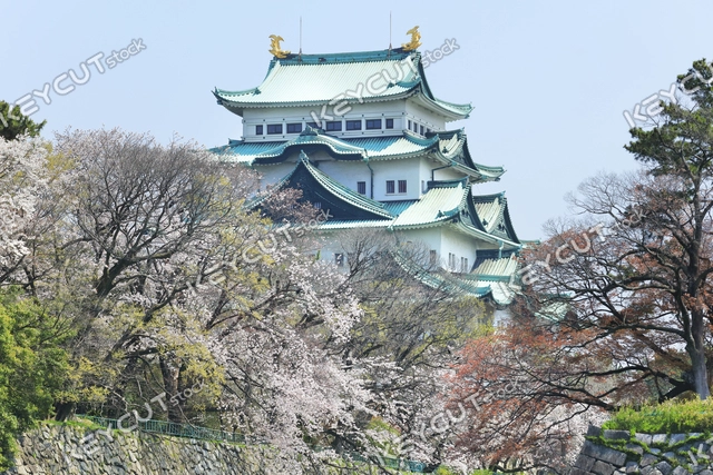 일본, 아이치 현, 벚꽃, 아오조라, 풍경-1394370267-키컷스톡