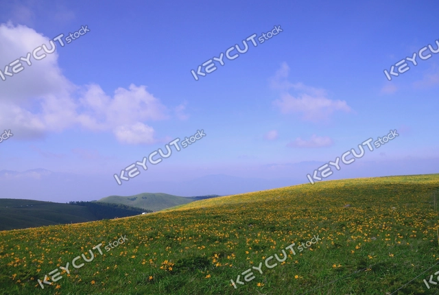 여름, 풍경, 꽃, 아오조라, 무인-1556764423-키컷스톡