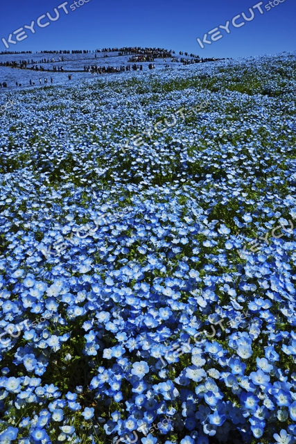 군중, 일본, 화창한, 아오조라, 초목-1735466453-키컷스톡