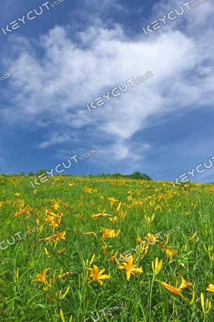 옥외, 일본, 목초지, 고원, 여름-1843699373-키컷스톡