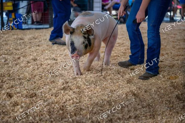 확대, 아무도, 돼지, 아름다운, 요약-1251207510-키컷스톡