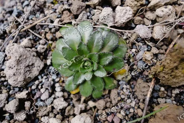 네바다, 잎, 옥외, 환경, 서식지-1465910597-키컷스톡