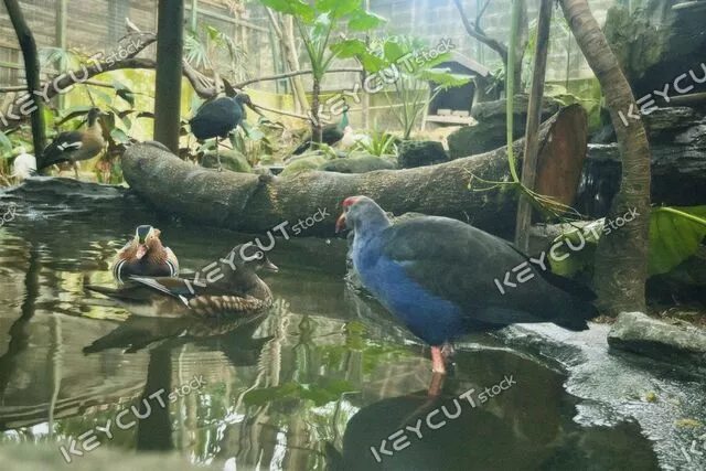 갈대, 플로라, 호수, 서식지, 수영-1656506655-키컷스톡