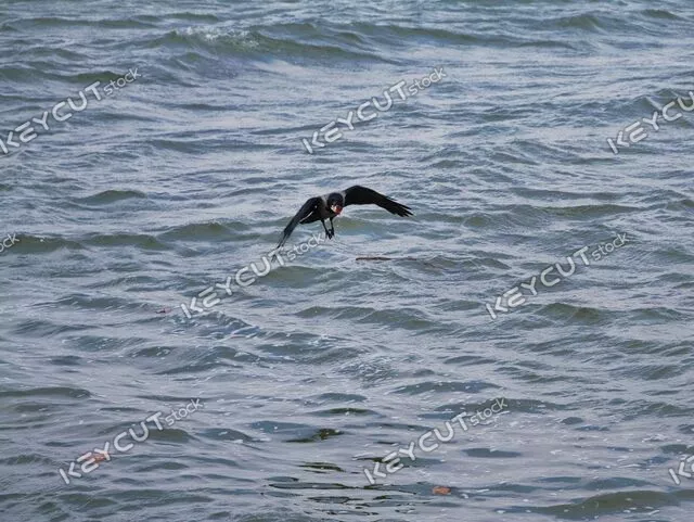 야생 동물, 하늘, 비행, 리플, 환경-1962822709-키컷스톡